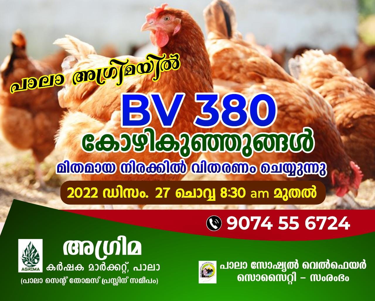 BV 380 കോഴിക്കുഞ്ഞുങ്ങൾ വിതരണം ചെയ്യുന്നു - PALA VISION