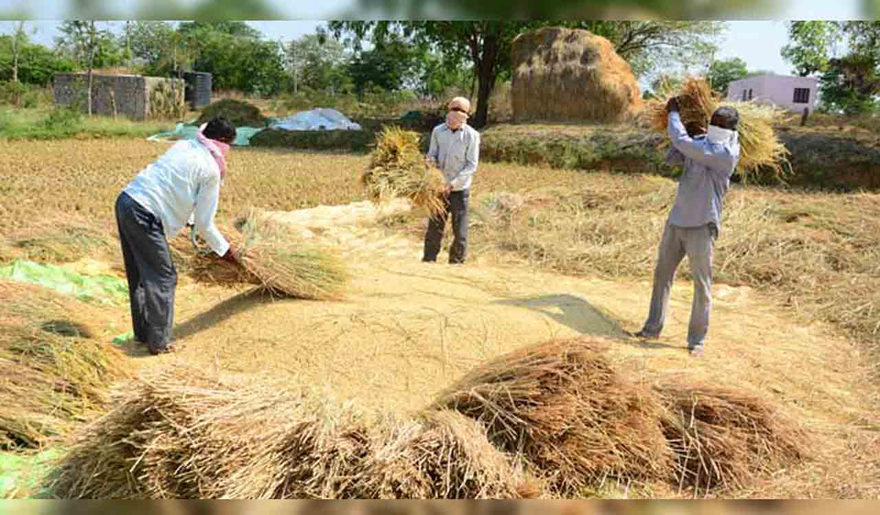 നെല്ലിന്‍റെ വില വിതരണം വൈകുന്നു; കര്‍ഷകര്‍ ദുരിതത്തില്‍ - PALA VISION