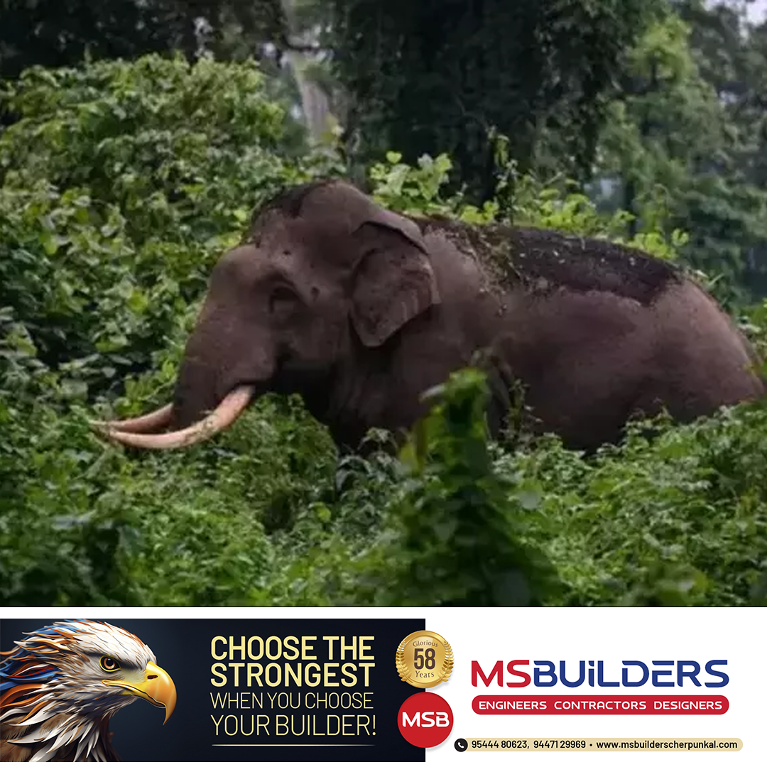 വയനാട് - തമിഴ്‌നാട് അതിർത്തിയിൽ കാട്ടാന ആക്രമണം; കർഷകൻ മരിച്ചു - PALA ...