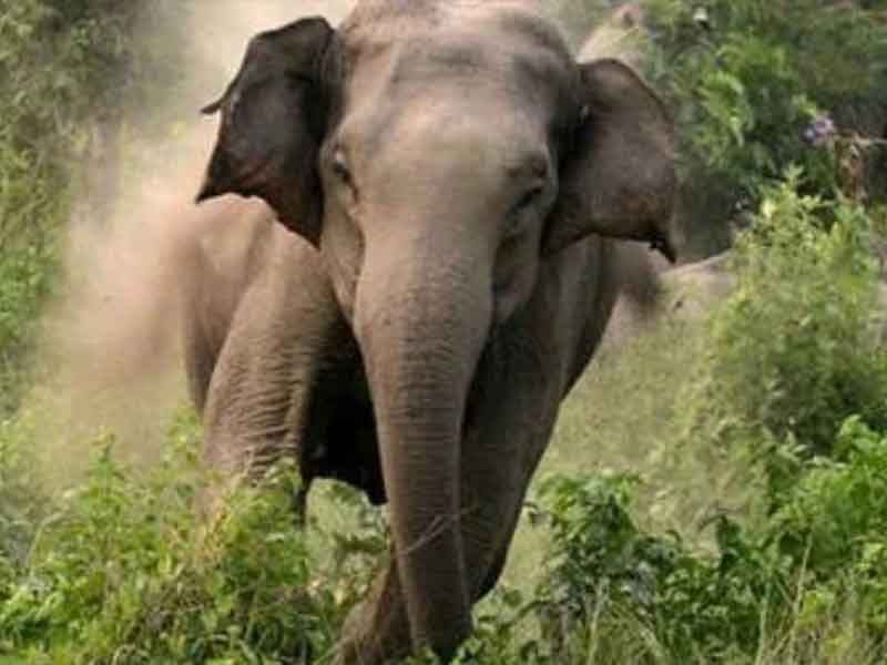 വീണ്ടും ജീവനെടുത്ത് കാട്ടാന - PALA VISION